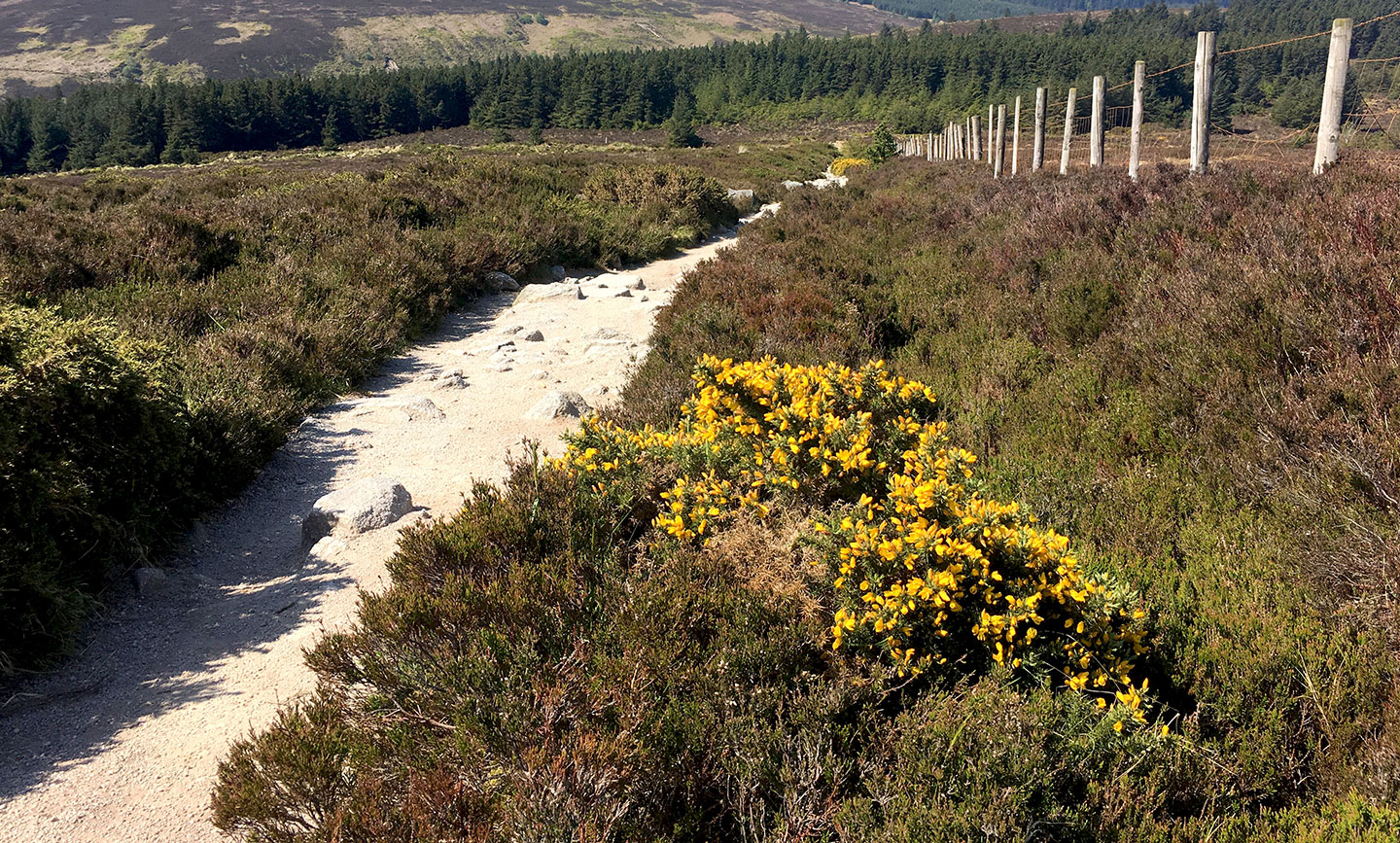 The Dublin Mountain Way – CP Adventure